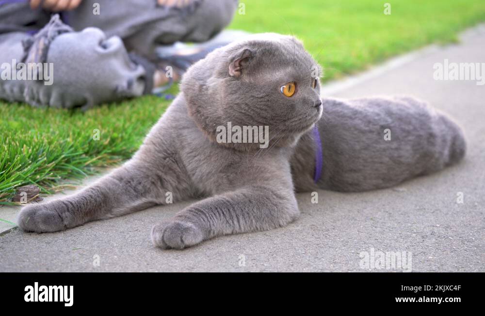 Young girl walks on a leash a Scottish gray fold cat with yellow eyes ...