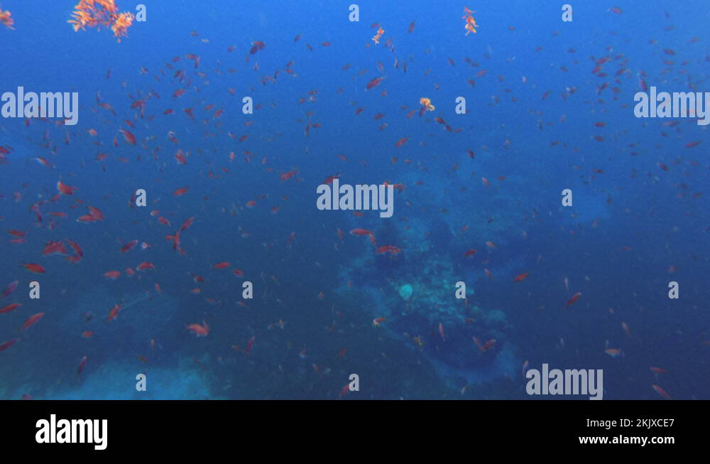 Coral reef shoal of fish and sargassum seaweeds in Martinique caribbean ...