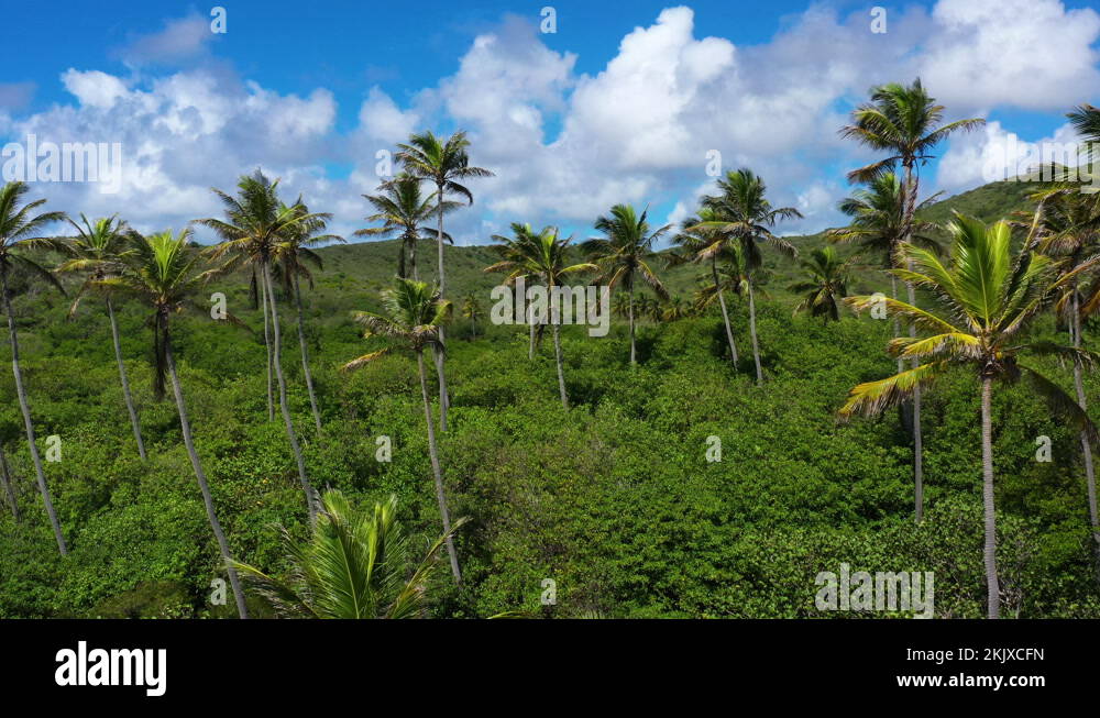 Coconut trees in mangroves Martinique aerial sunny day tropical ...