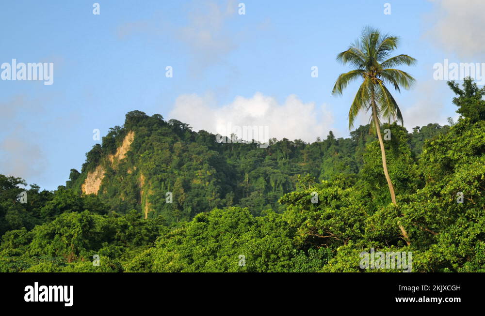 Landscape with a coconut tree and tropical forest anse levrier ...