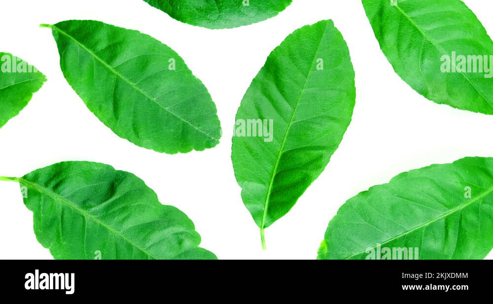 Green leaf patterns Stock Videos & Footage - HD and 4K Video Clips - Alamy