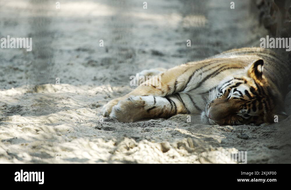 Tiger sleeping Stock Videos & Footage - HD and 4K Video Clips - Alamy