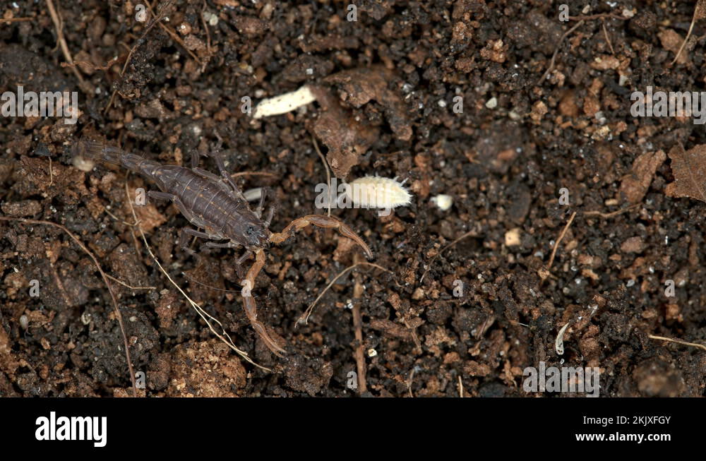 Parthenogenetic scorpion Lychas tricarinatus, family Buthidae ...