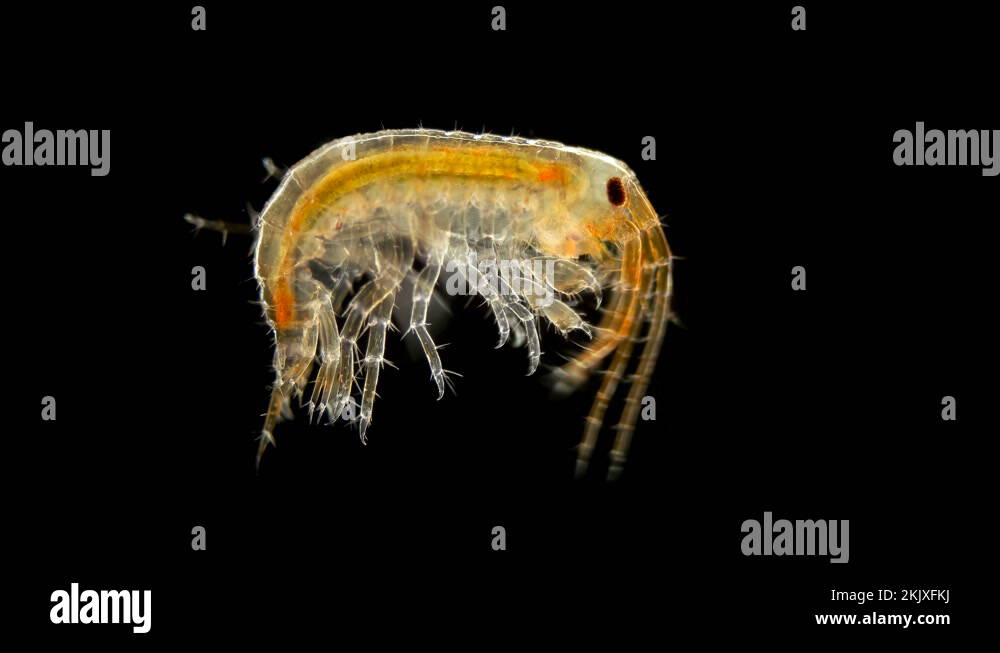 Amphipoda Eulimnogammarus sp. under the microscope. Malacostraca Class ...