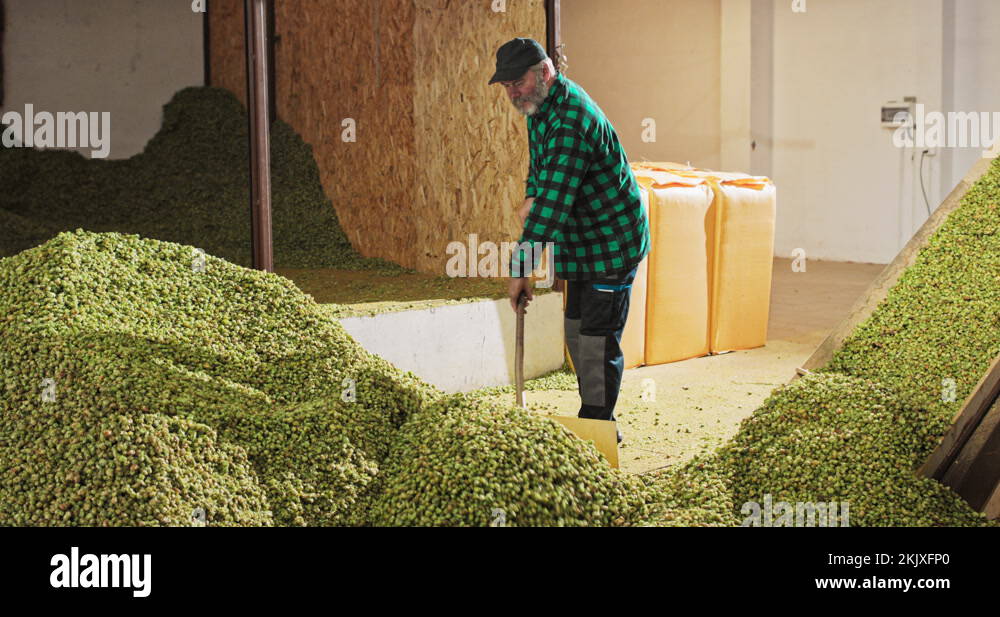 A farm worker pushes dried hops into a hopper in a warehouse Stock ...
