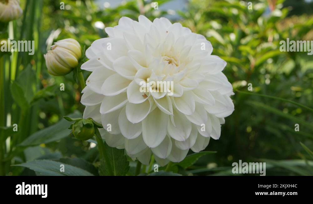 Beautiful varietal White Dahlia close-up on flower bed. Dahlia flower ...