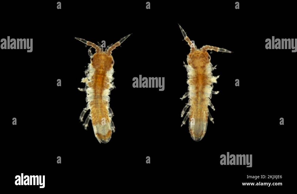 Idoteidae Stock Videos & Footage - HD and 4K Video Clips - Alamy