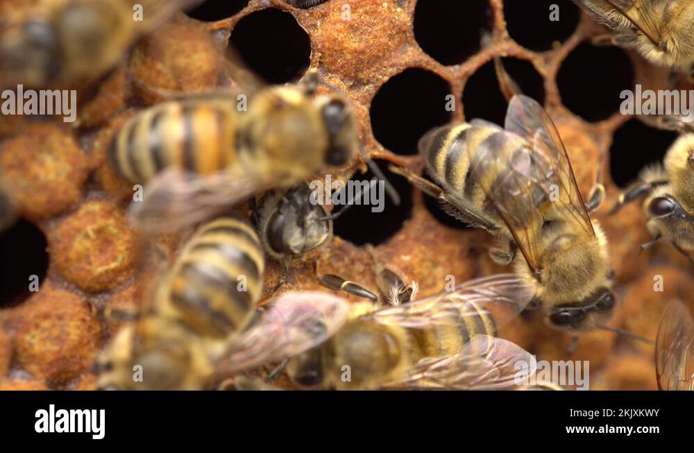 The Birth of a Bee. Worker bee emerging from cell. The Honey Bee Life ...