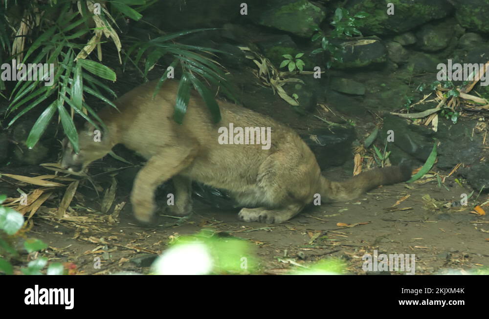 cougar Puma concolor in a tropical habitat endangered captive ...