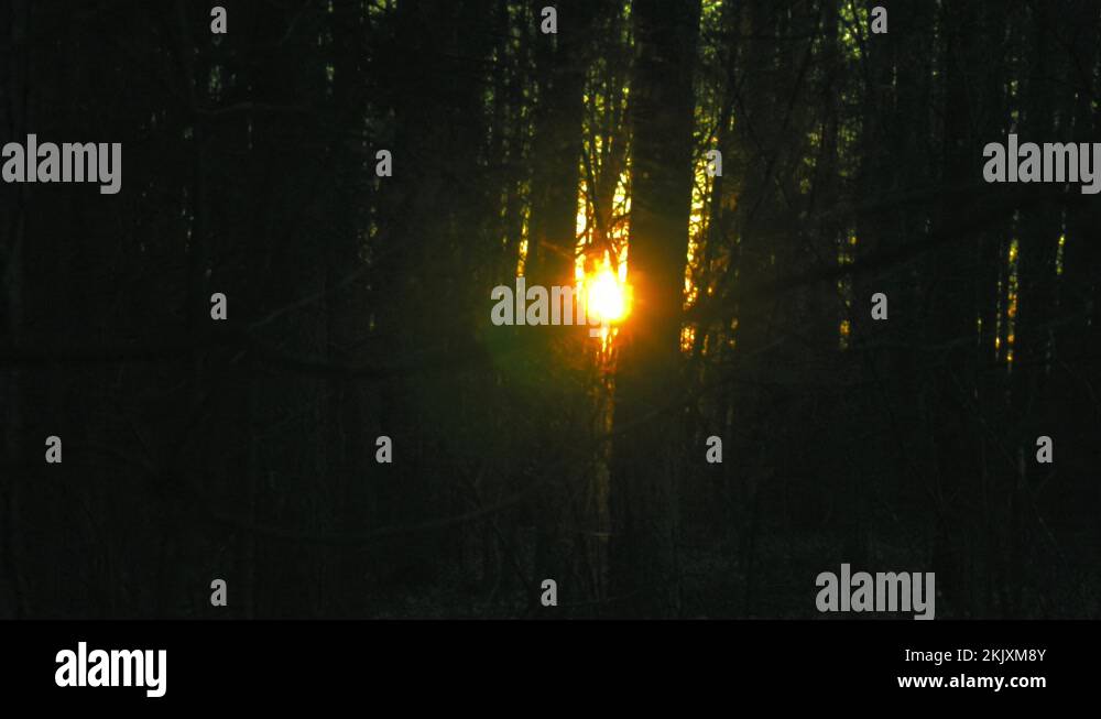 Dark forest sun rays Stock Videos & Footage - HD and 4K Video Clips - Alamy