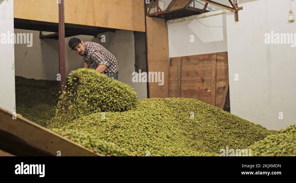 A hops plantation worker shovels the dried hop cones into a hopper in a ...