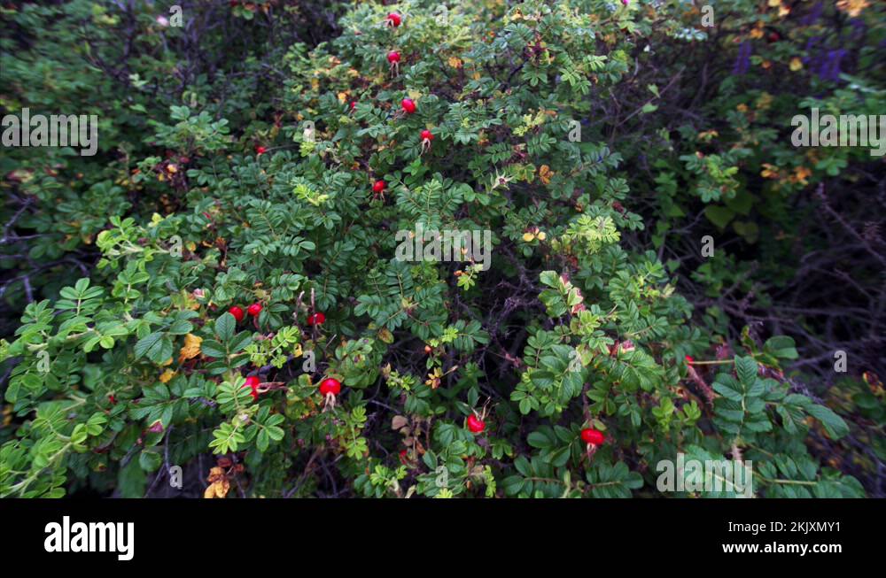Russian rose landscape Stock Videos & Footage - HD and 4K Video Clips ...