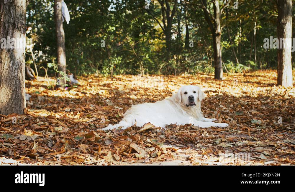 Labrador retriever breed Stock Videos & Footage - HD and 4K Video Clips ...