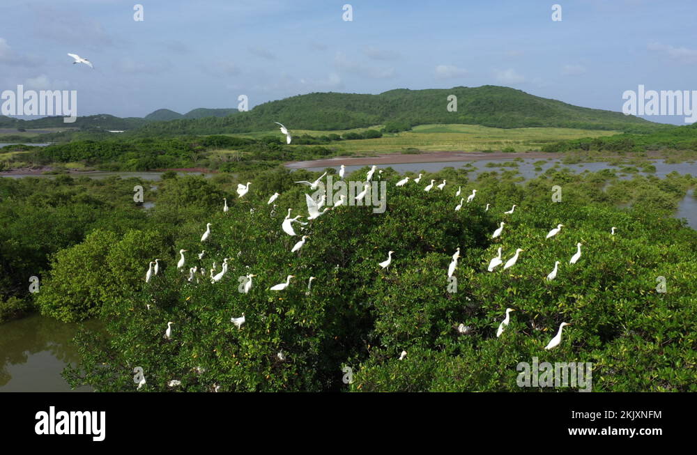 Natural wildlife habitat Stock Videos & Footage - HD and 4K Video Clips ...