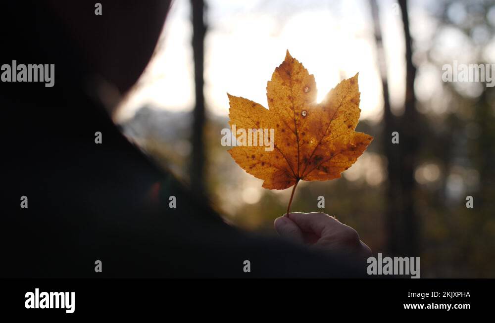 Leaf blocks Stock Videos & Footage - HD and 4K Video Clips - Alamy
