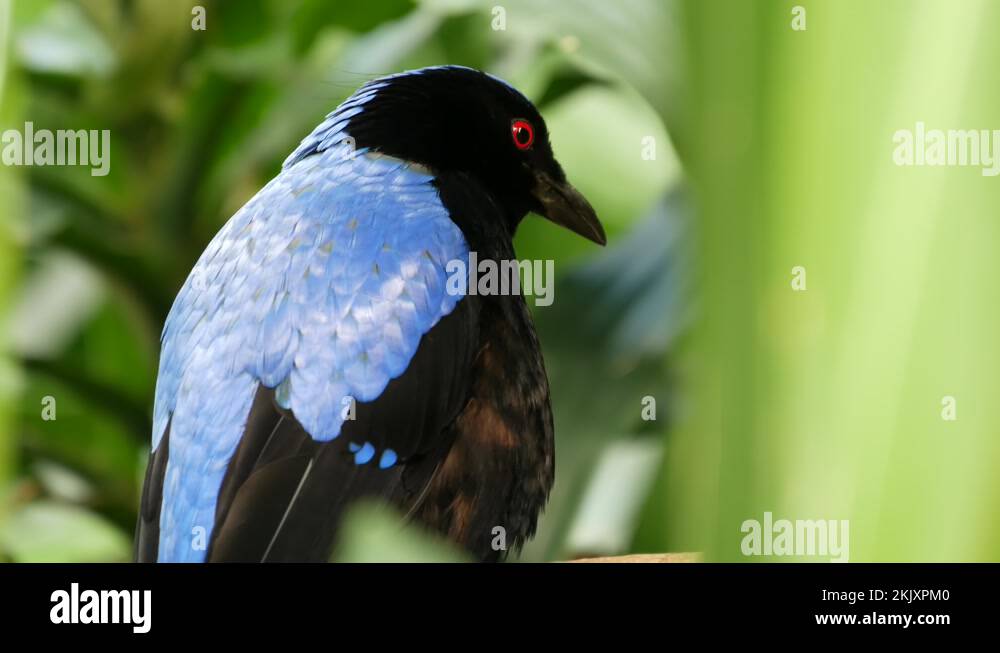 Azure bluebird Stock Videos & Footage - HD and 4K Video Clips - Alamy