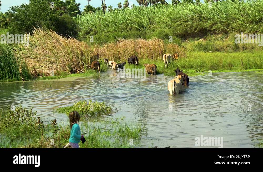 Free roaming cow Stock Videos & Footage - HD and 4K Video Clips - Alamy