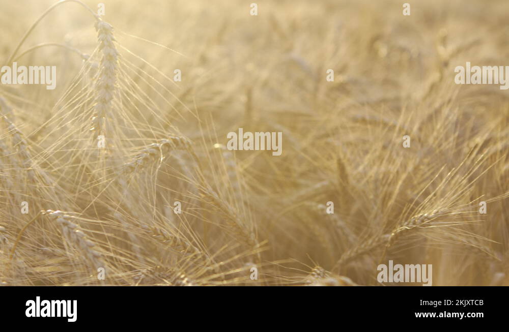 Backlit spike Stock Videos & Footage - HD and 4K Video Clips - Alamy