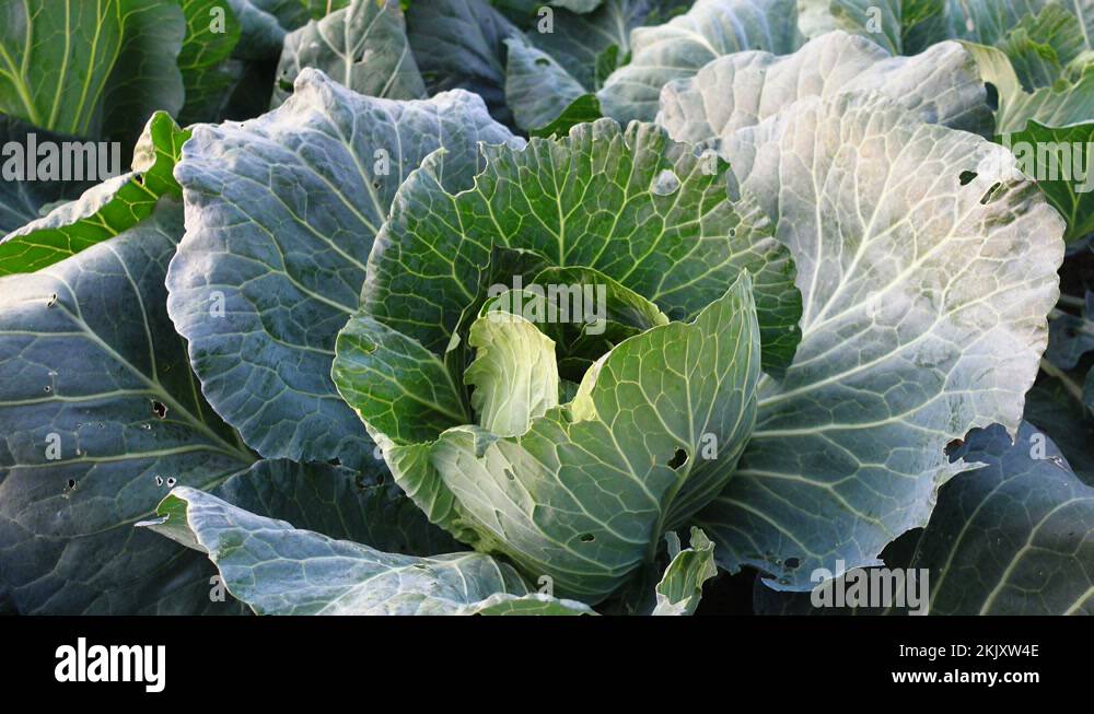 Head cabbage Stock Videos & Footage - HD and 4K Video Clips - Alamy