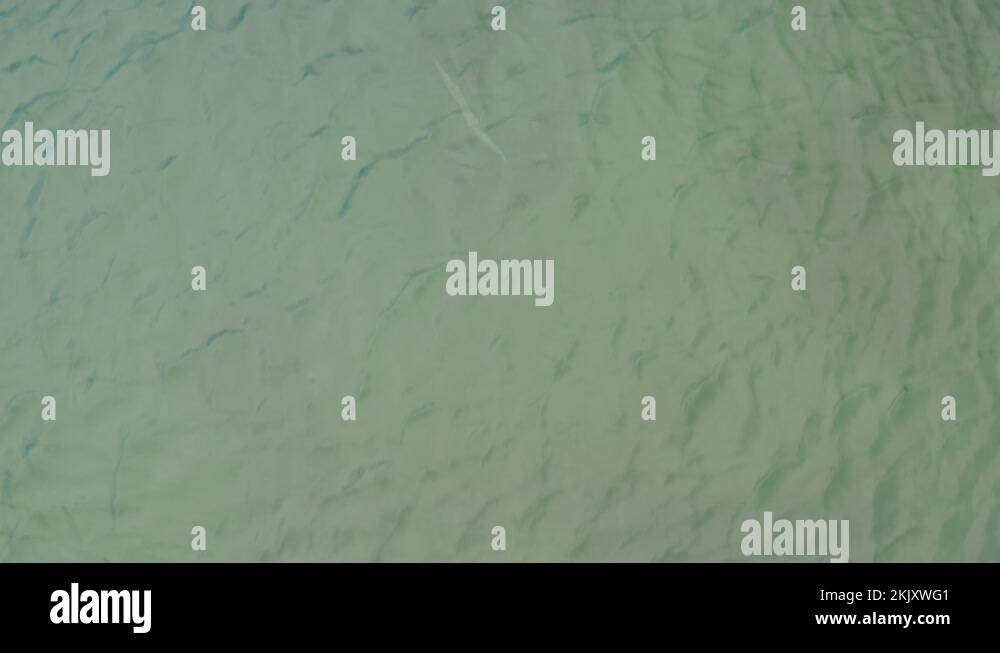 LA RIBERA BCS MEXICO-2020: Small Fish Swimming Around In The Mighty ...