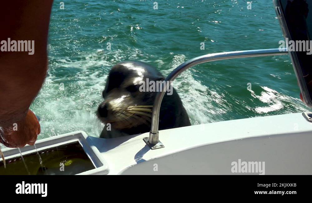 CABO SAN LUCAS MEXICO-2020: Seal In The Streamer Boat Courageous Man ...