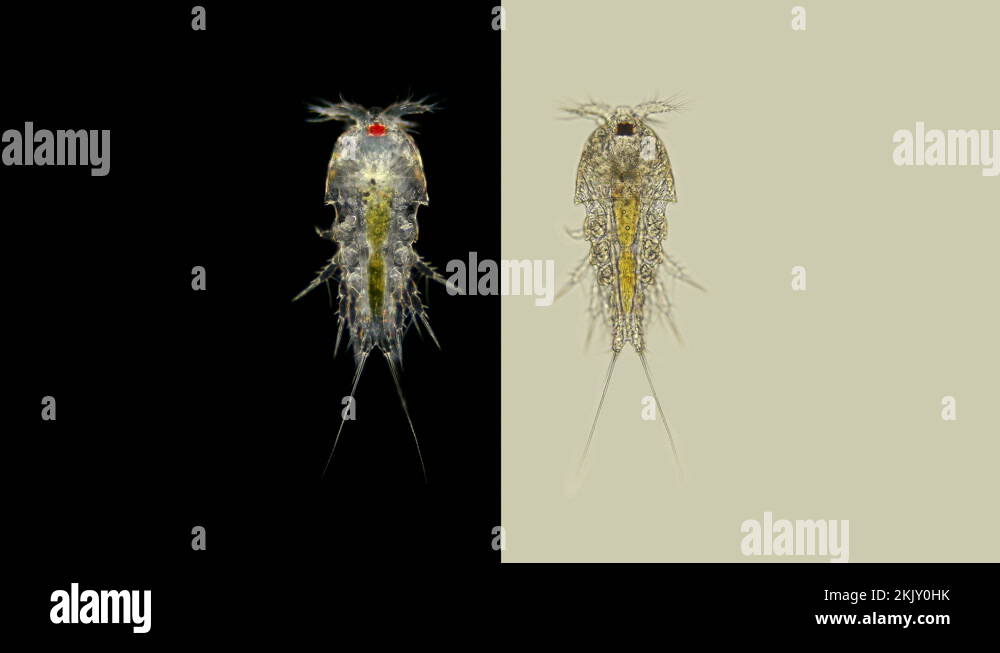 Copepoda of the family Harpacticidae under the microscope ...