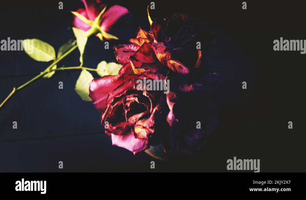 Dying red rose dark moody gothic Low Con background presentation stock ...