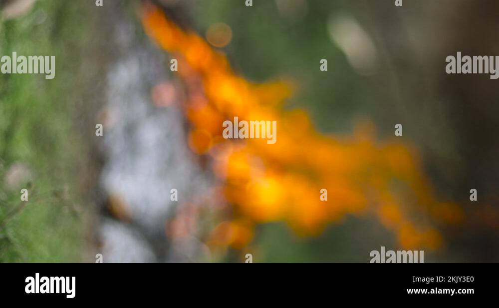 Blurred background video of burning campfire picnic in the forest Stock ...