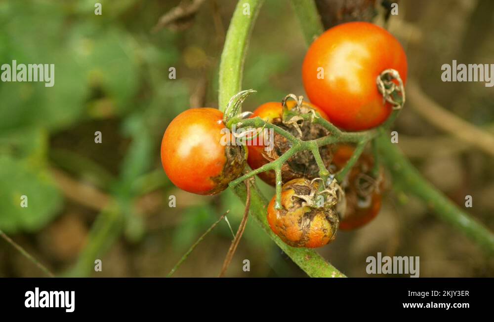 Rot fungi Stock Videos & Footage - HD and 4K Video Clips - Alamy