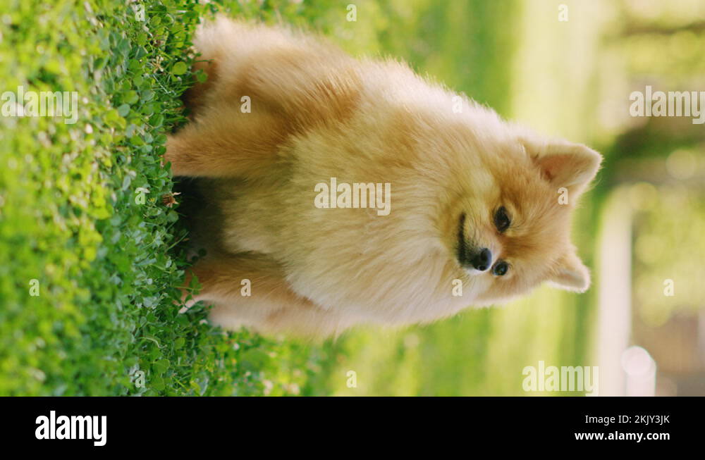 Pomeranian dog vertical Stock Videos & Footage - HD and 4K Video Clips ...