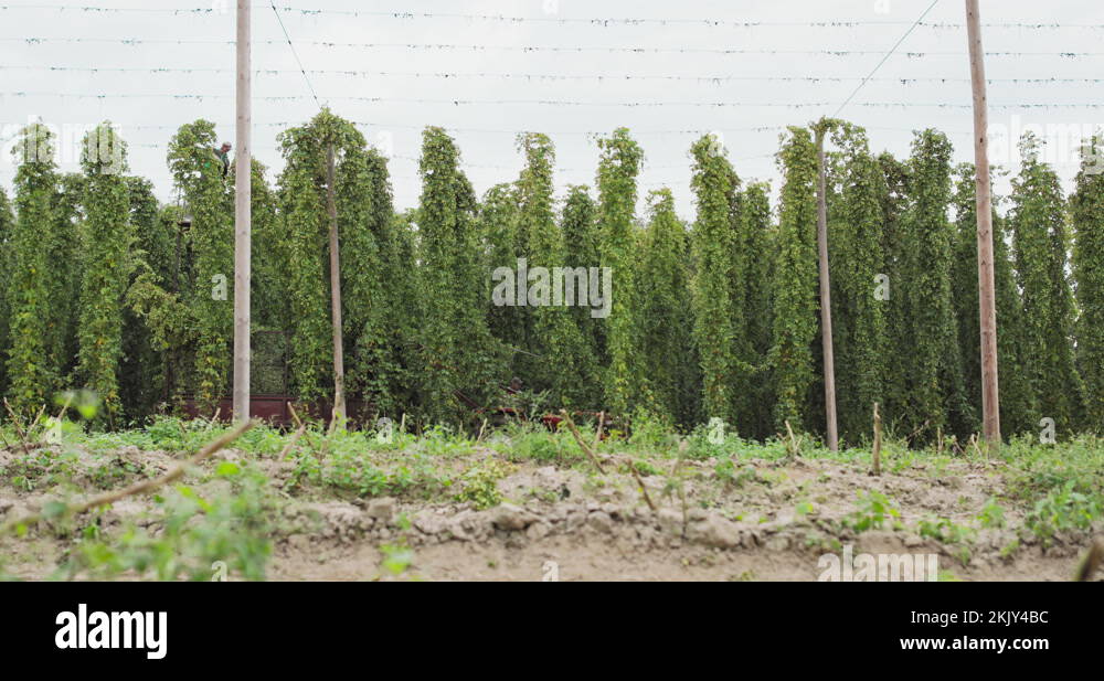 Hop harvesting Stock Videos & Footage - HD and 4K Video Clips - Alamy