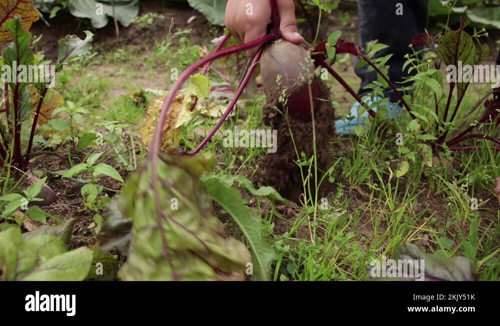 The boy's hand pulls a long beet out of the ground and puts it next to ...