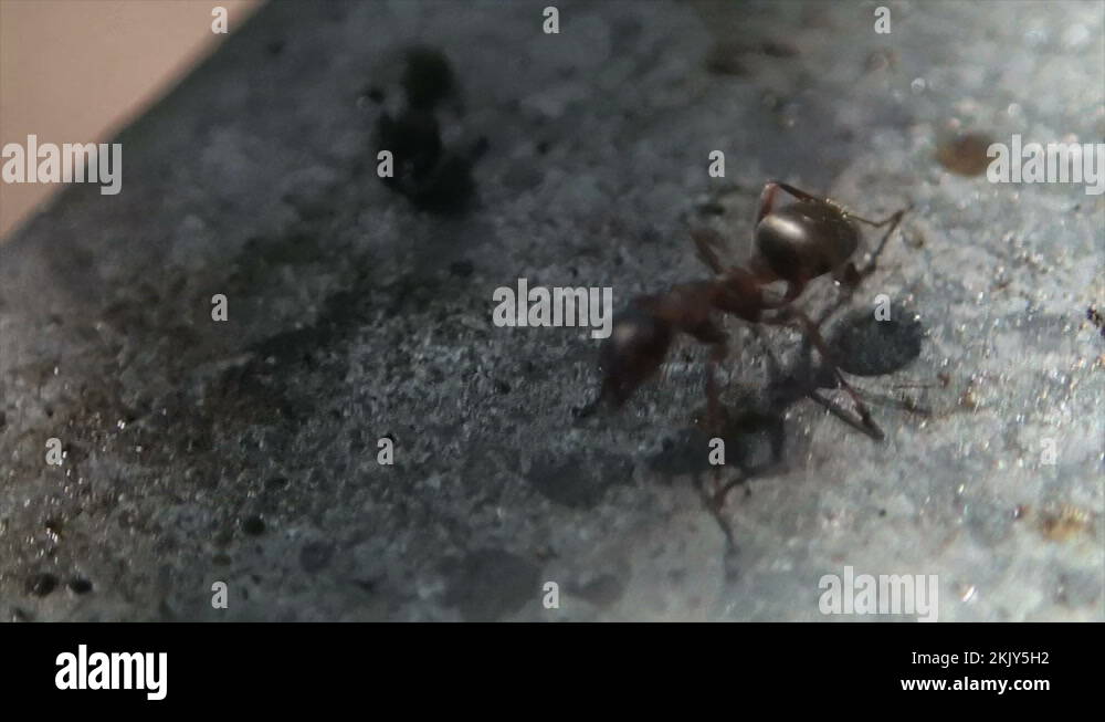 Ant on the surface of water Stock Videos & Footage - HD and 4K Video ...