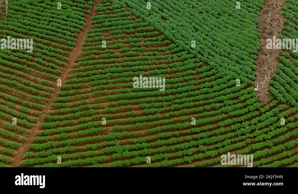 Potato and soil texture Stock Videos & Footage - HD and 4K Video Clips ...