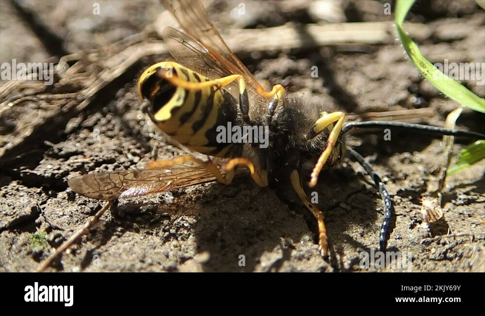 Ground wasp Stock Videos & Footage - HD and 4K Video Clips - Alamy