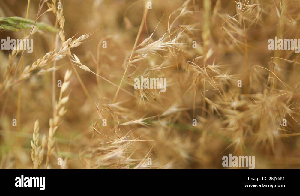ears of dry grass in the country close-up. Close up sheaf of ripe rye ...
