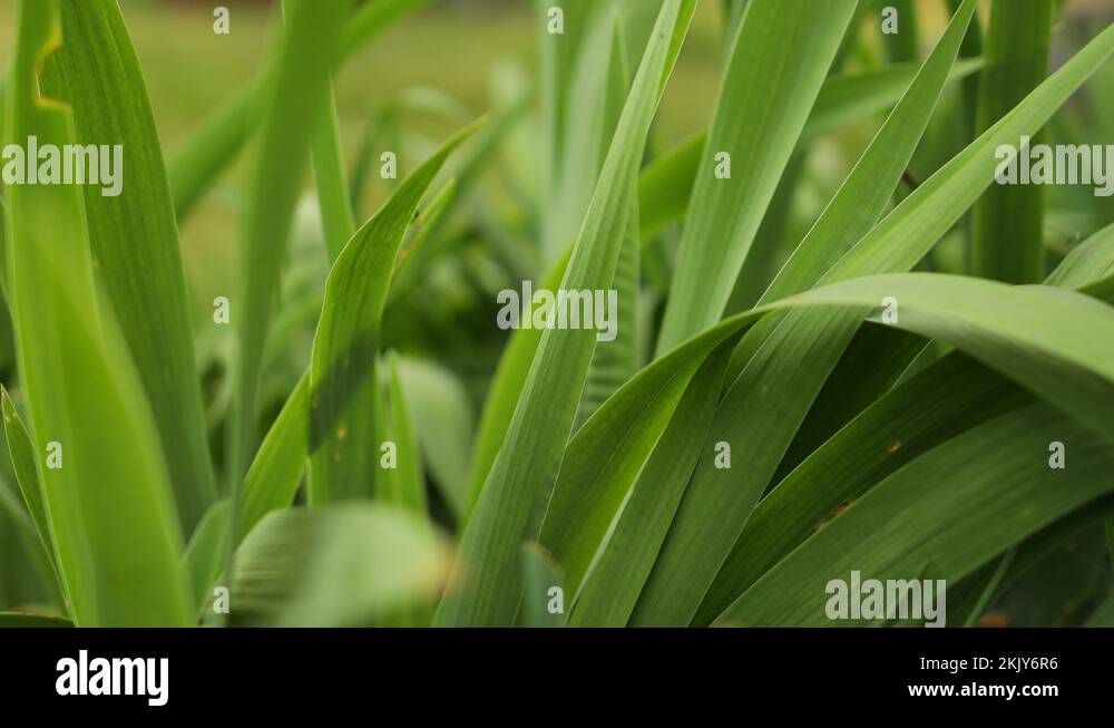 Allium ursinum leaves Stock Videos & Footage - HD and 4K Video Clips ...