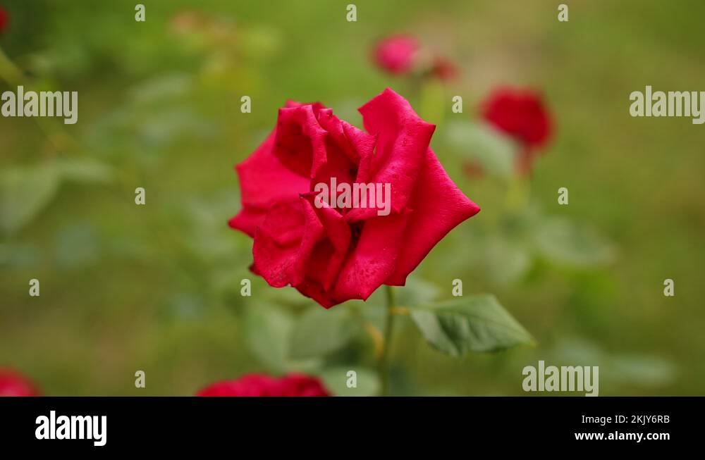 Flora english red rose Stock Videos & Footage - HD and 4K Video Clips ...