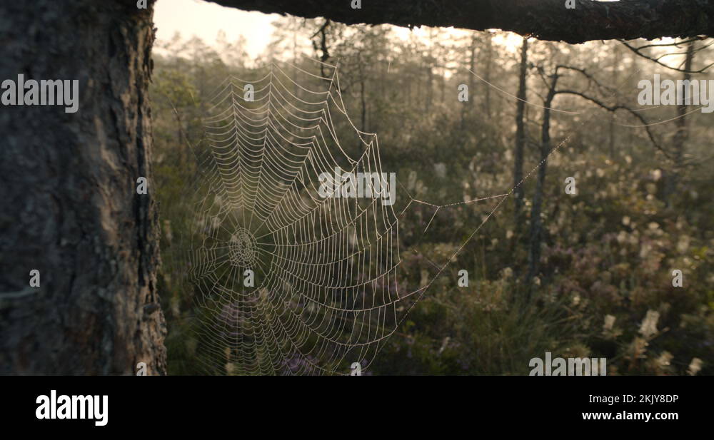 Spider web pine tree Stock Videos & Footage - HD and 4K Video Clips - Alamy