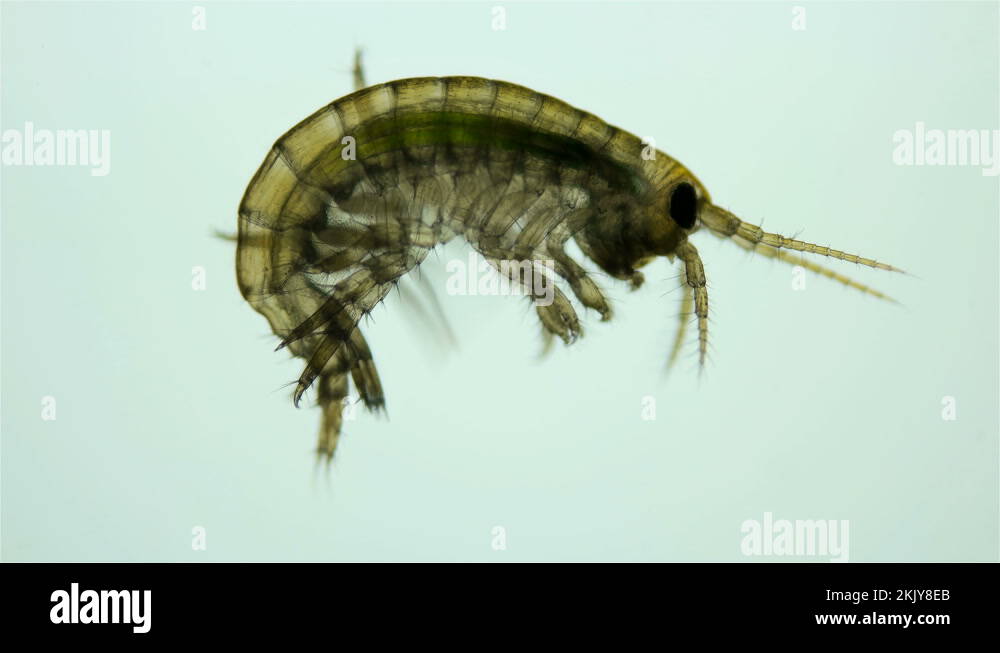 Amphipoda Eulimnogammarus sp. under the microscope. Malacostraca Class ...