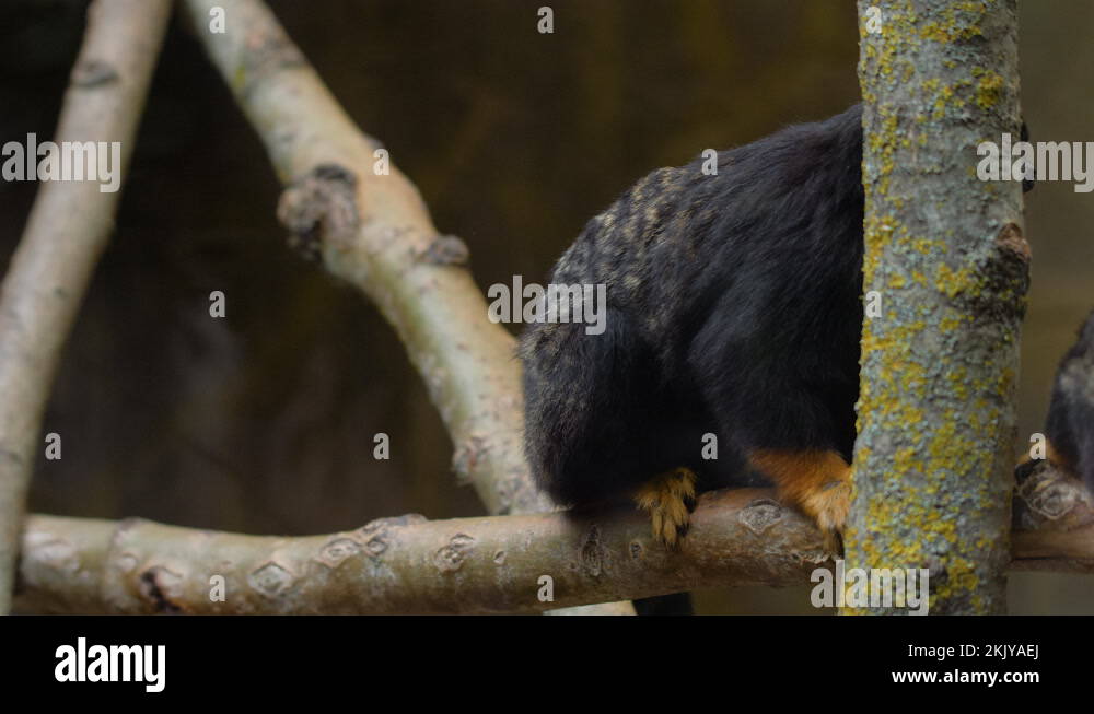 Red handed tamarins Stock Videos & Footage - HD and 4K Video Clips - Alamy