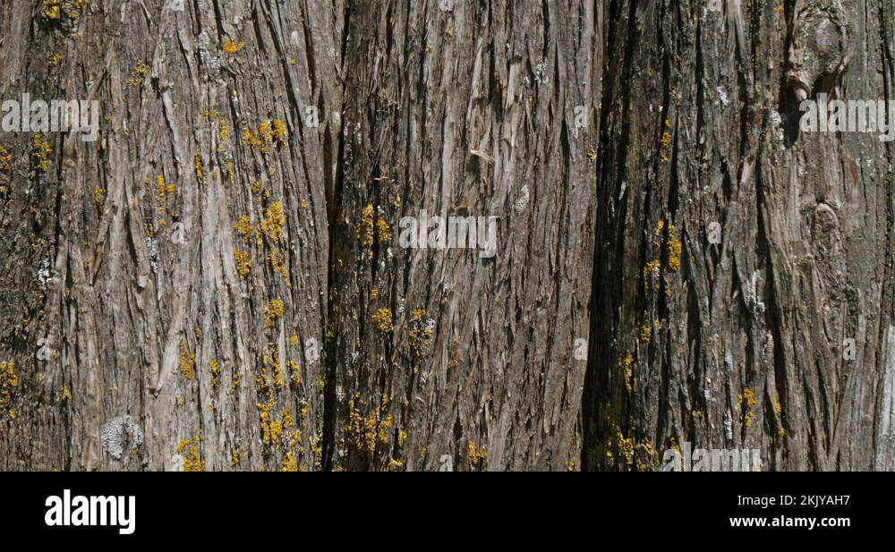 Cypress wooden texture Stock Videos & Footage - HD and 4K Video Clips ...