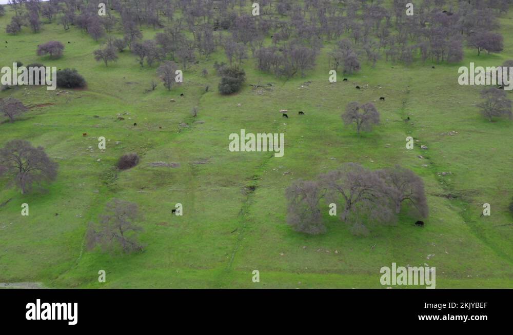 California cattle ranching Stock Videos & Footage - HD and 4K Video ...