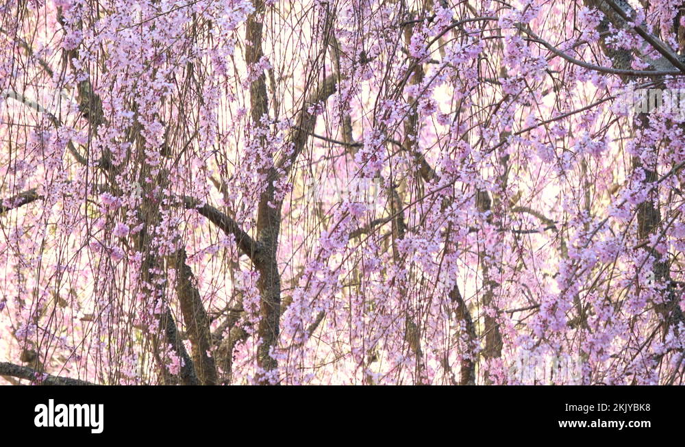 Weeping cherry blossom. Shidare sakura in Japan. Prunus spachiana ...