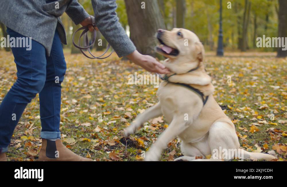 Labrador giving paw Stock Videos & Footage - HD and 4K Video Clips - Alamy