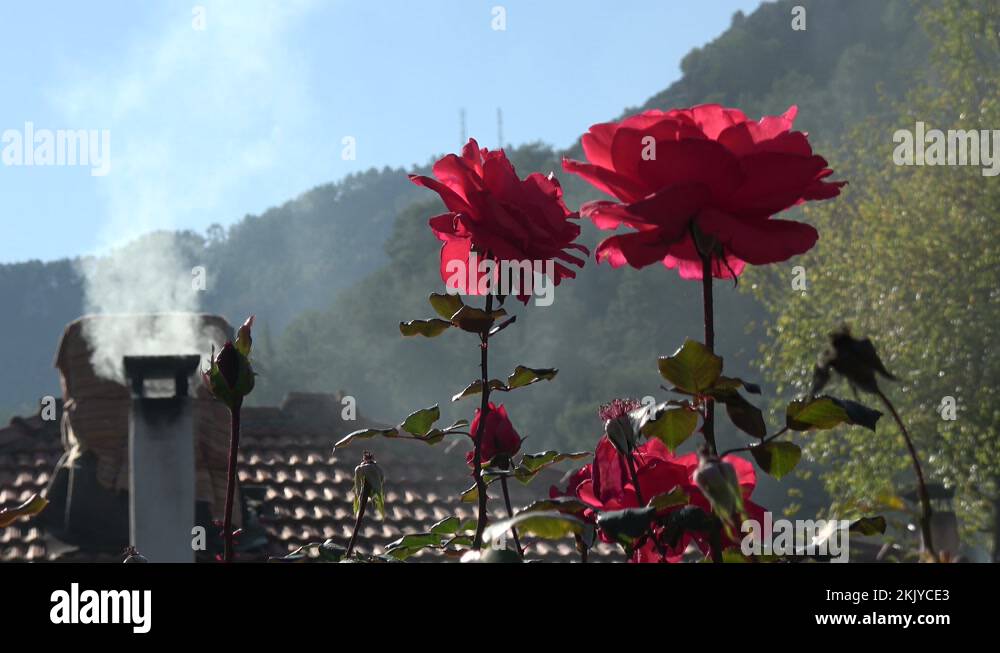 Chimney flowers Stock Videos & Footage - HD and 4K Video Clips - Alamy
