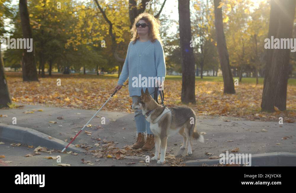 Blind woman with stick Stock Videos & Footage - HD and 4K Video Clips ...
