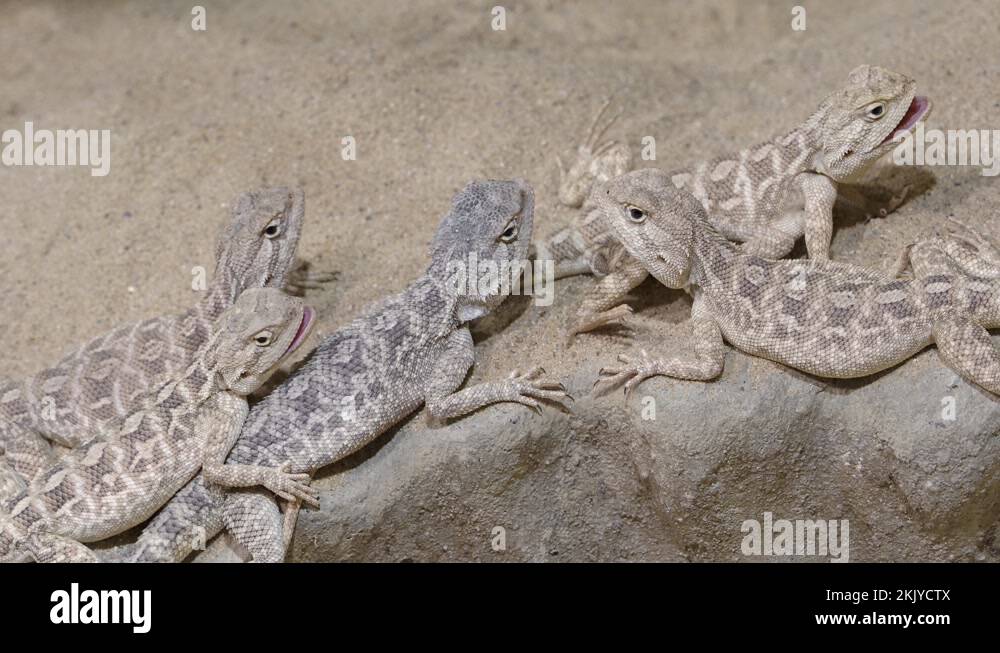 Skin lizards Stock Videos & Footage - HD and 4K Video Clips - Alamy