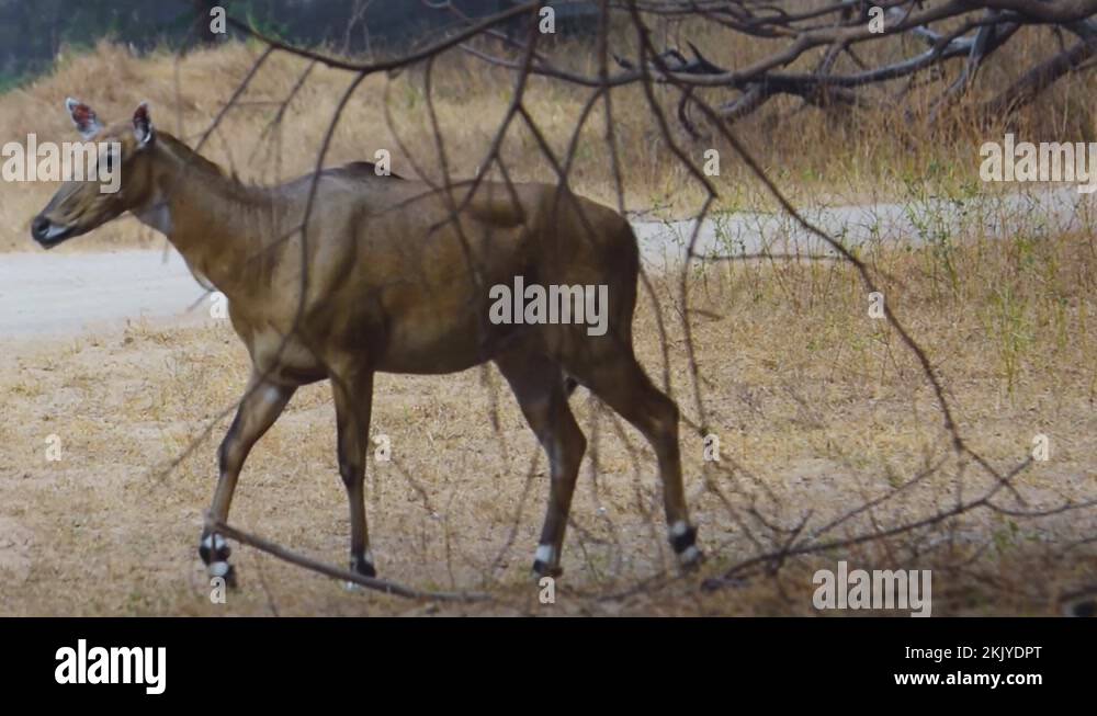 Female blue bull Stock Videos & Footage - HD and 4K Video Clips - Alamy