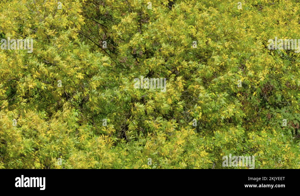 Leaves tree texture Stock Videos & Footage - HD and 4K Video Clips - Alamy